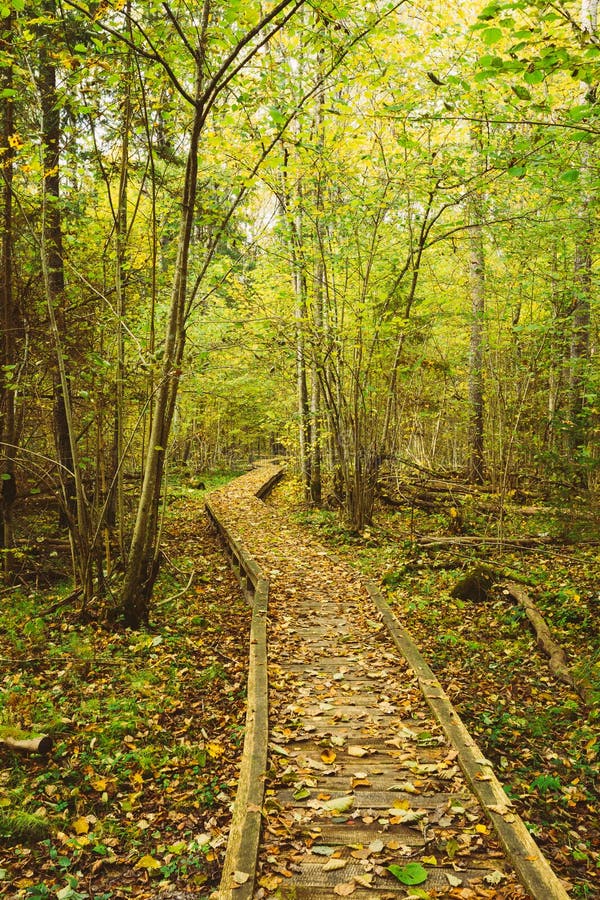 Wooden Boarding Path Way Pathway in Autumn Forest Stock Photo - Image ...
