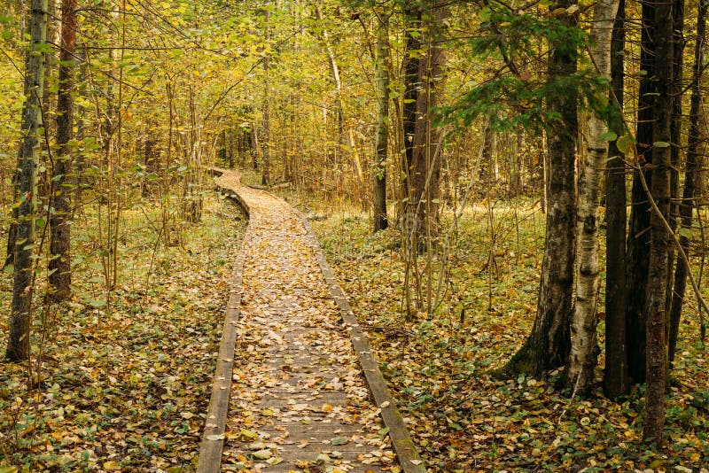 Wooden Boarding Path Way Pathway in Autumn Forest Stock Photo - Image ...