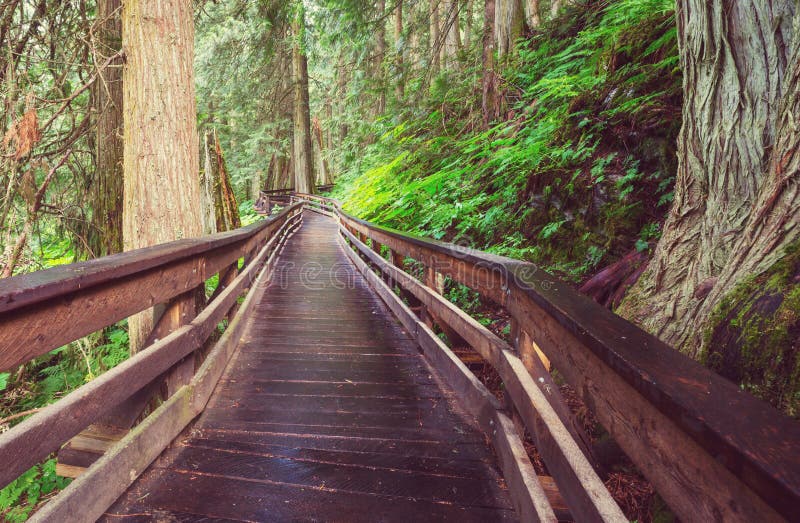 Boardwalk in the forest stock image. Image of recreational - 155877425