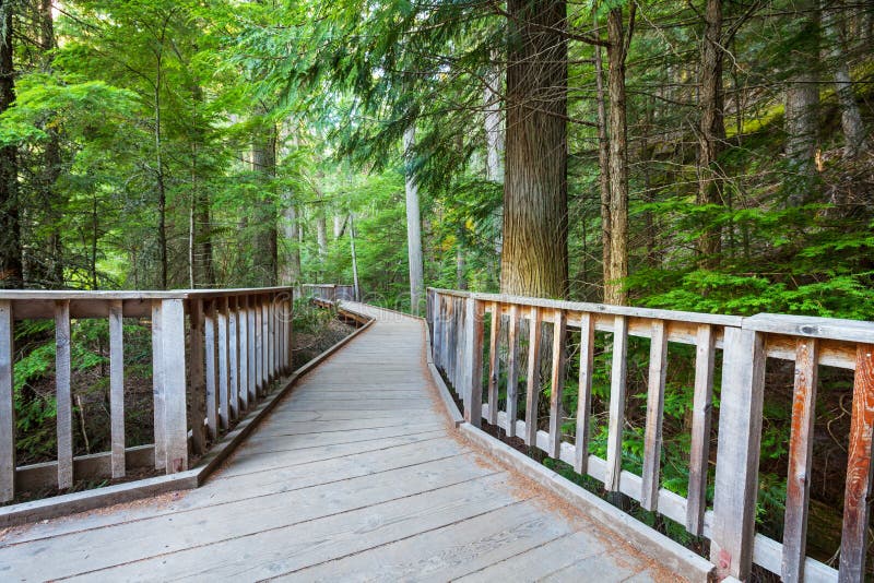 Boardwalk in the forest stock photo. Image of board - 170062220