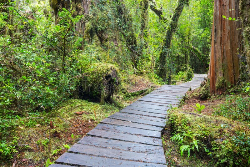 Boardwalk in the forest stock photo. Image of hiking - 206819228