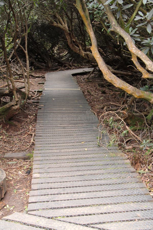 Wooden Boardwalk Path. stock photo. Image of track, pathway - 244660028