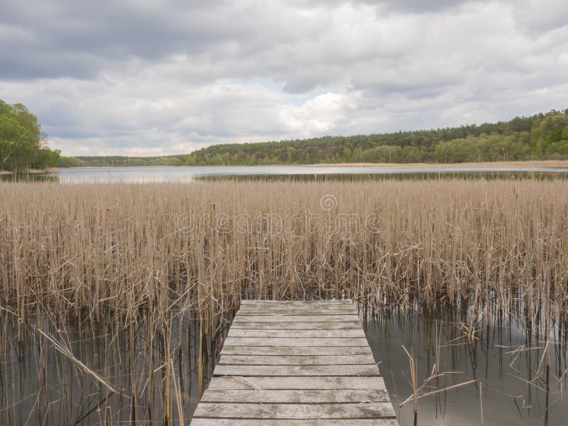 Wooden Boardwalk through Reed into a Lake in a Forest Stock Photo ...