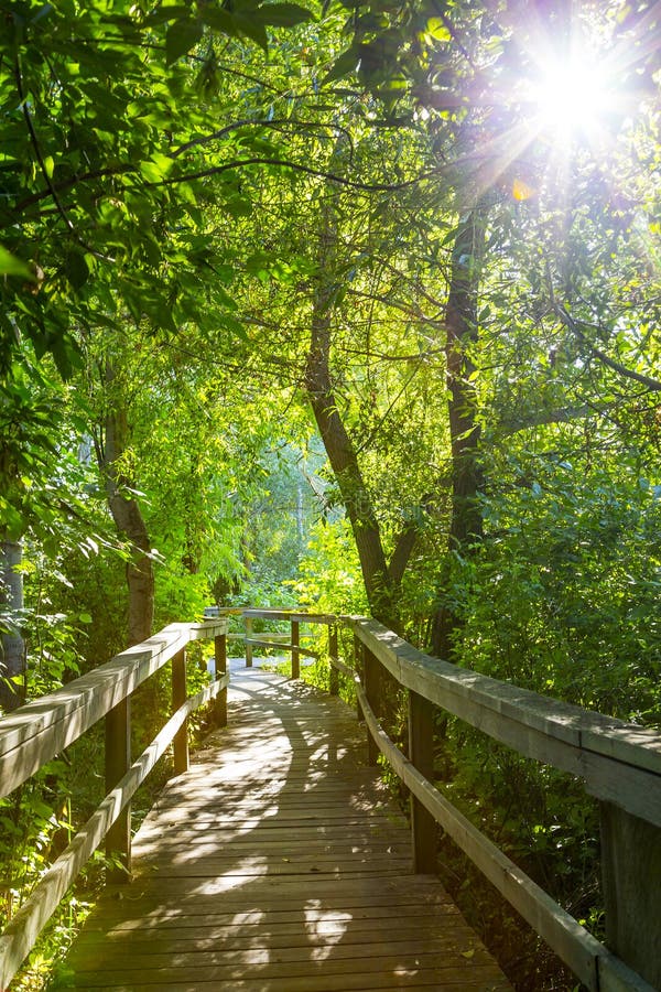 Wooden Boardwalk View stock photo. Image of wooden, marsh - 64626376