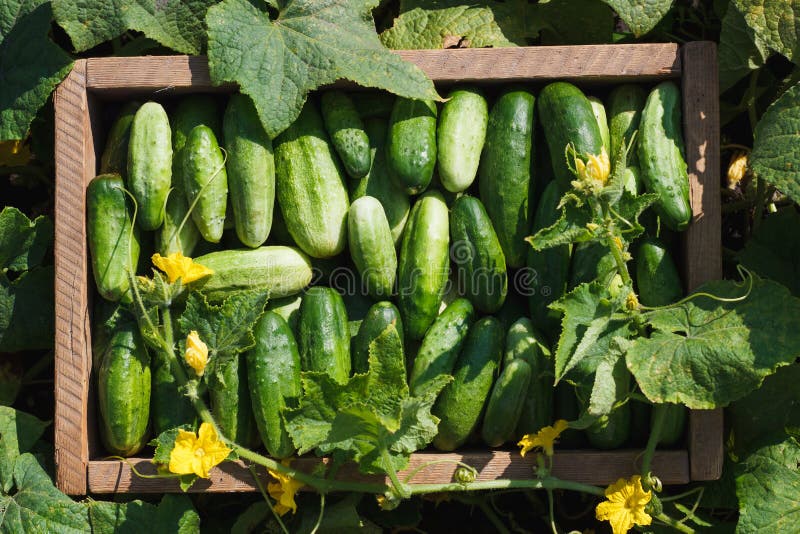 Wooden Box with Cucumbers Inside Stock Image - Image of food, outdoors ...