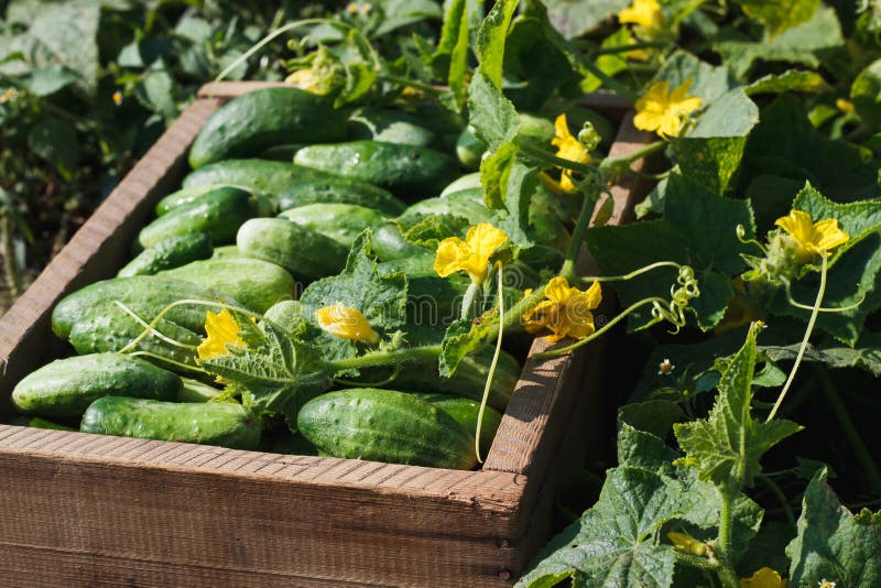Wooden Box with Cucumbers Inside Stock Image - Image of food, growth ...