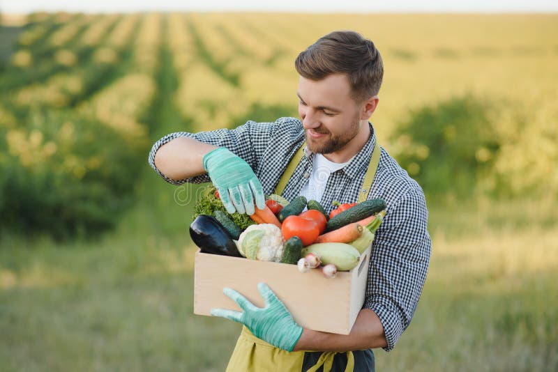 Wooden Box Filled Fresh Vegetables Stock Image - Image of human ...