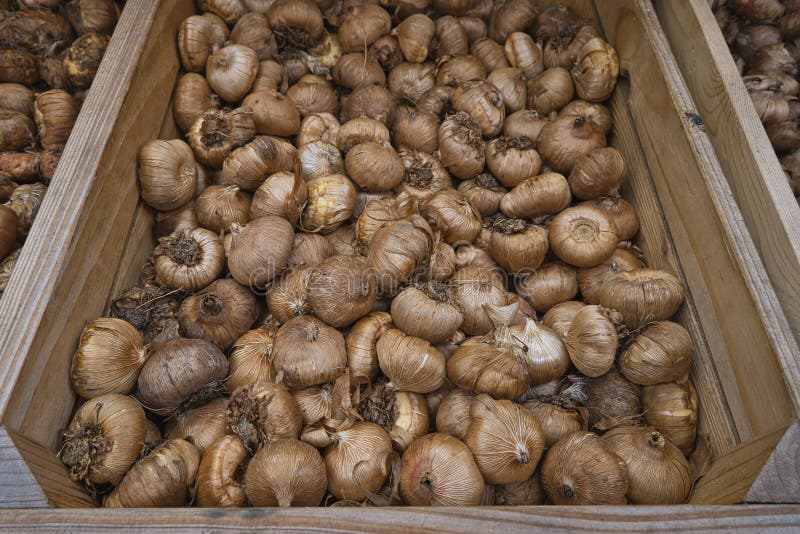 A Wooden Box with Flower Bulbs at Flower Market Stock Photo - Image of ...