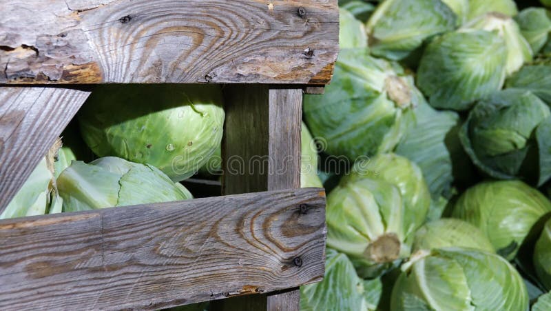 Wooden Box with Green Fresh Cabbage in the Refrigerated Warehouse Stock ...