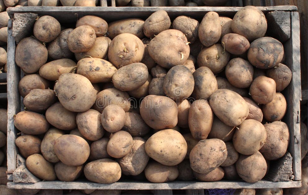 Wooden box of potatoes stock image. Image of agricultural - 19417895