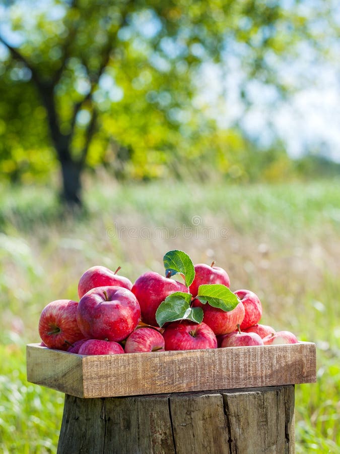 Wooden Box of Red Apples in Apple Orchard. Stock Photo - Image of apple ...