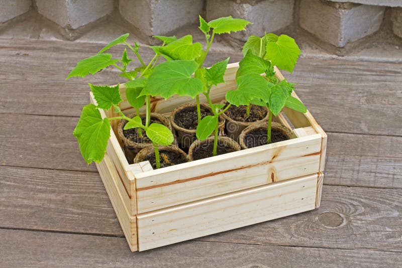 Wooden Box with Small Cucumber`s Sprouts Ready for Seeding Stock Photo ...
