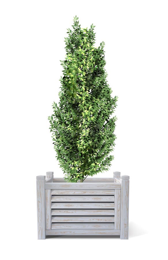 Wooden Box with a Small Tree. Stock Vector - Illustration of mockup ...