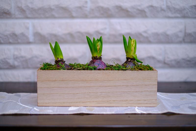 In a Wooden Box Standing on a Sideboard are 3 Flower Bulbs Stock Photo ...