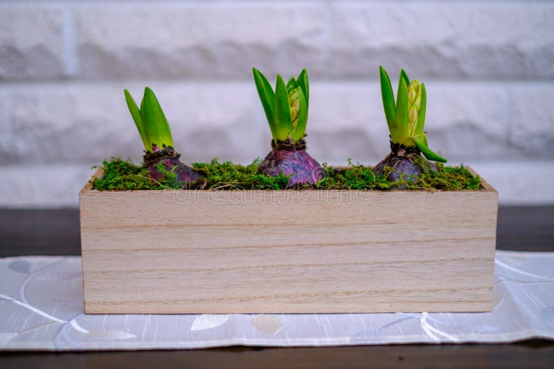 In a Wooden Box Standing on a Sideboard are 3 Flower Bulbs Stock Photo ...