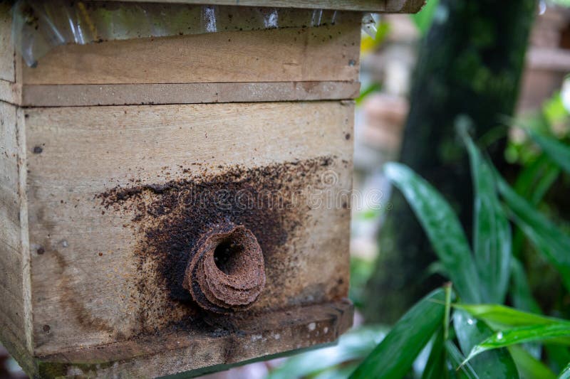 Wooden Box for Stingless Bee Stock Image - Image of natural, nest ...