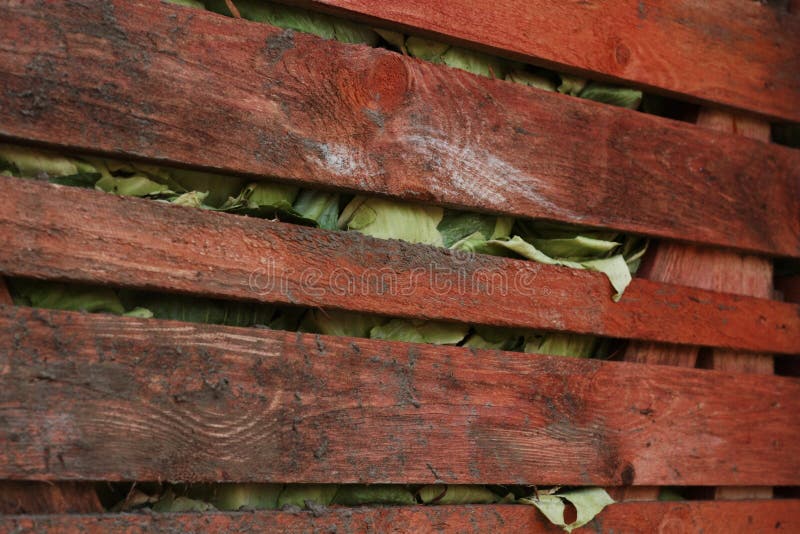 Wooden Boxes with Cabbage in the Warehouse Stock Photo - Image of ...