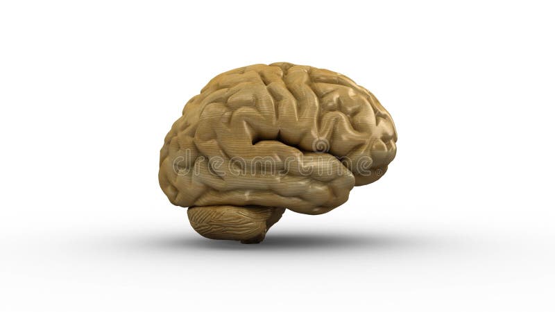 Wooden Brain. Loop. Rotation. Spinning Brain Stock Video - Video of ...