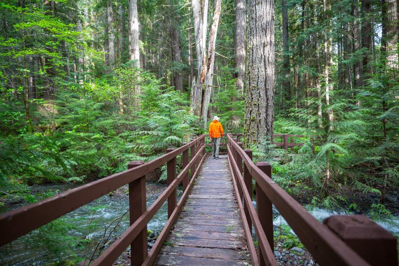 Bridge in hike stock photo. Image of trees, river, hiking - 263197436
