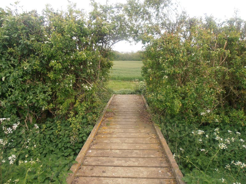 A Bridge through a Hedge stock image. Image of bridge - 152851293