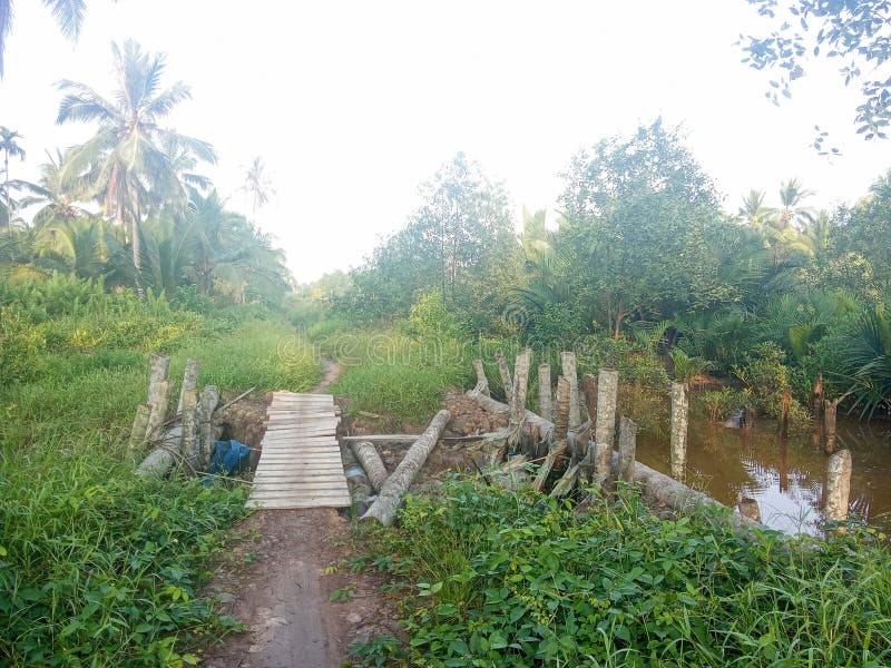 Wooden Bridge Across a Swamp River? Stock Image - Image of bridge ...