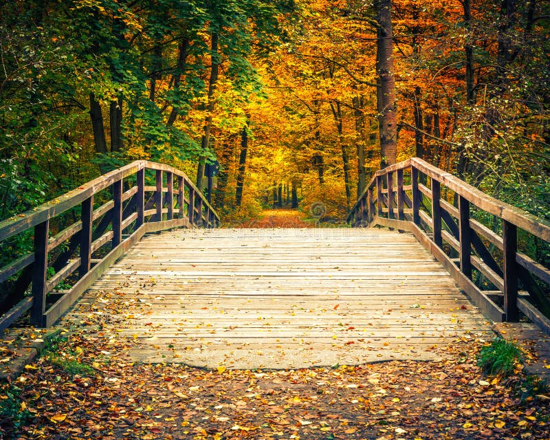 Bridge in autumn forest stock image. Image of fall, path - 32916519
