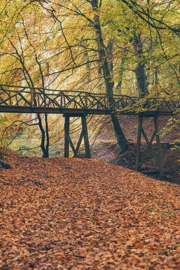 Wooden Bridge in Autumn Forest. Stock Photo - Image of nature, leaves ...