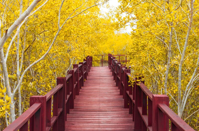 Wood bridge stock image. Image of bridge, fall, plant - 27299273