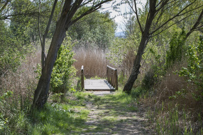 Wooden Bridge in Background of Forest in Spain Andalusia Stock Photo ...