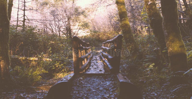 Wooden Bridge Built in the Forest Stock Image - Image of nature, road ...