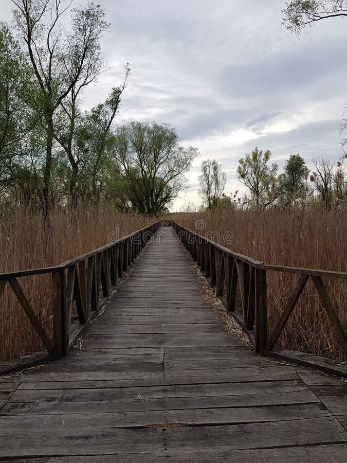 Wooden Bridge in a Field with Overgrown Dry Grass Stock Image - Image ...