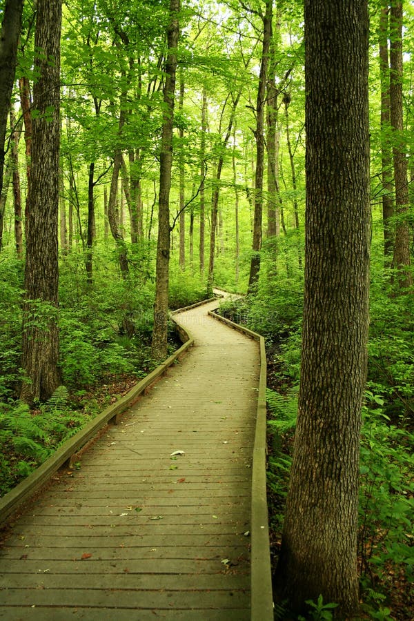 Wooden Bridge through the Forest Stock Image - Image of trail, park ...