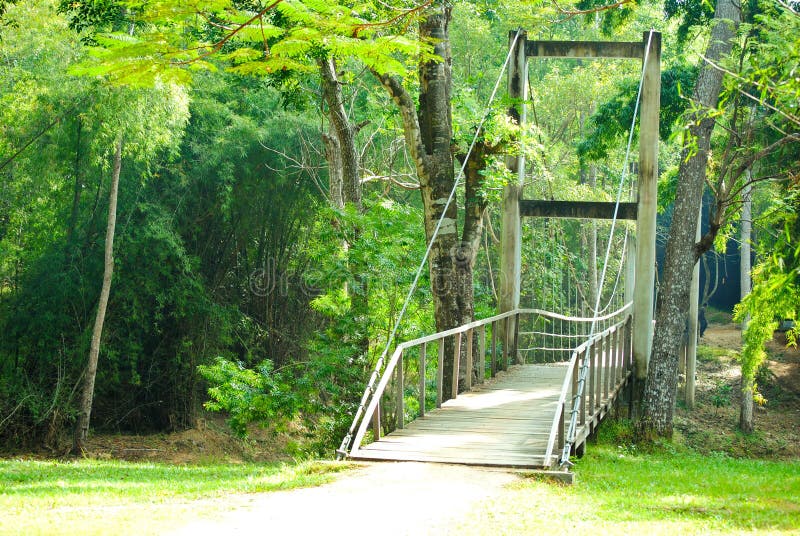 Wooden Bridge in the Forest Stock Image - Image of forest, river: 24493257