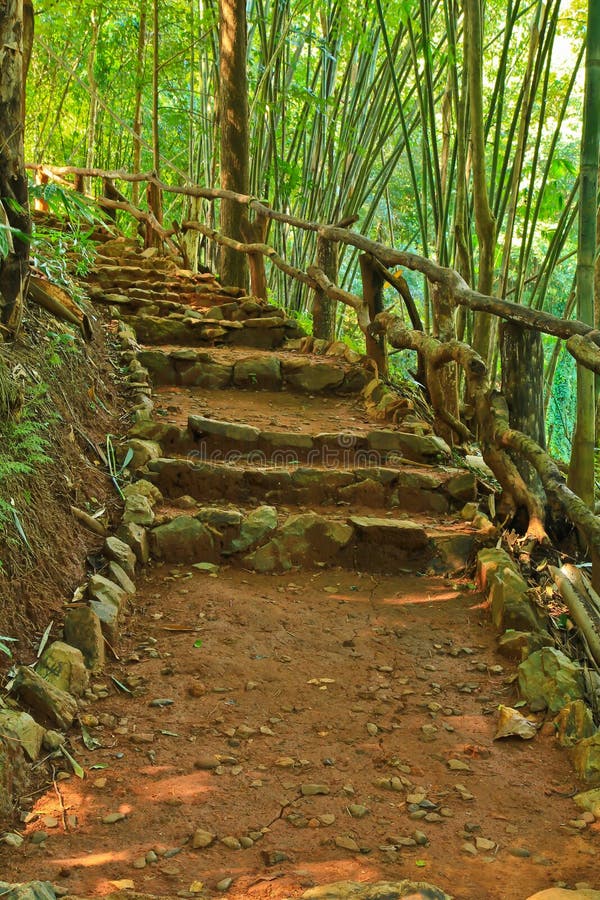 Wooden Bridge in the Forest Stock Image - Image of light, plant: 38258755