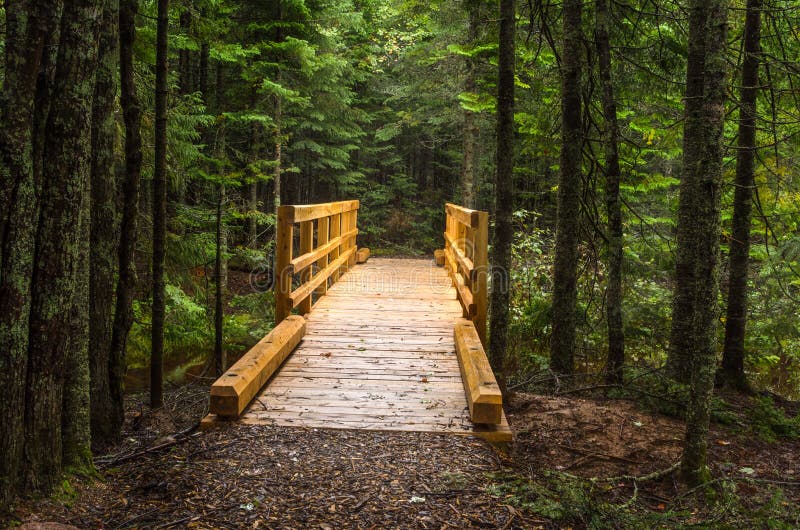 Wooden Bridge in a Forest stock photo. Image of footpath - 62561684