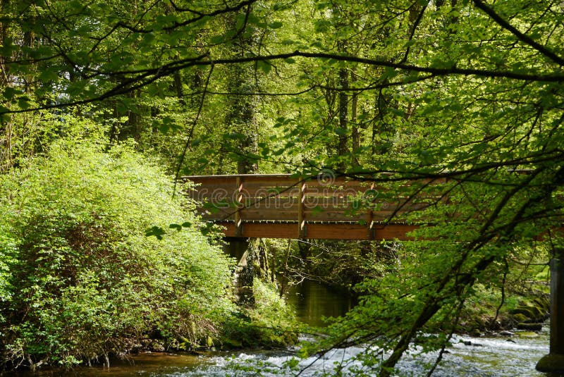 Wooden bridge in forest stock image. Image of plant, foliage - 39784221