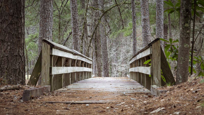 Wooden bridge in forest stock photo. Image of boardwalk - 178711070