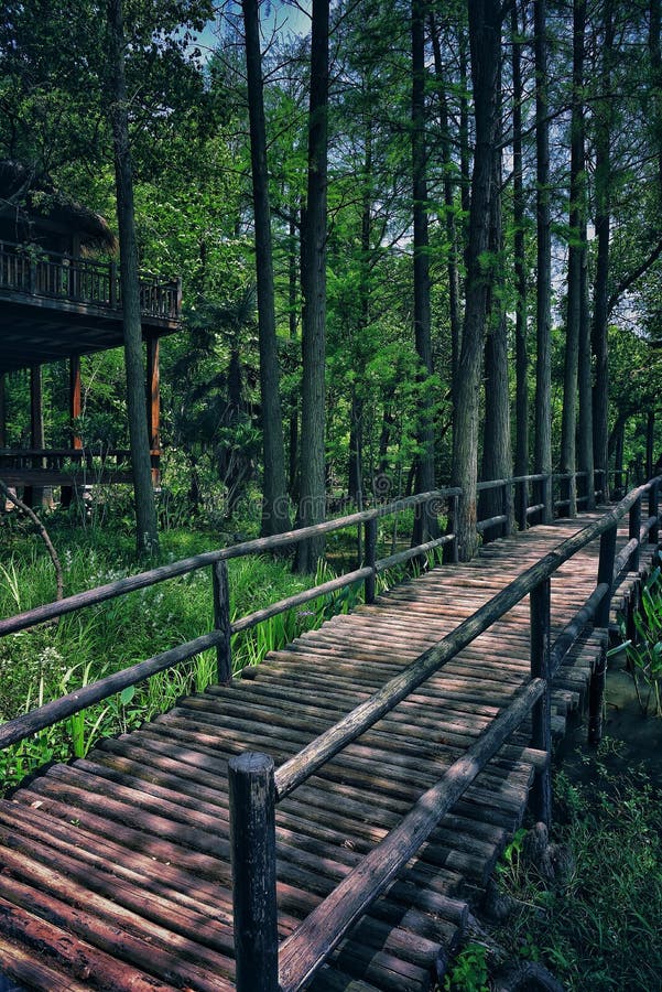 Wooden Bridge in the Forest Stock Photo - Image of bridge, wooden ...