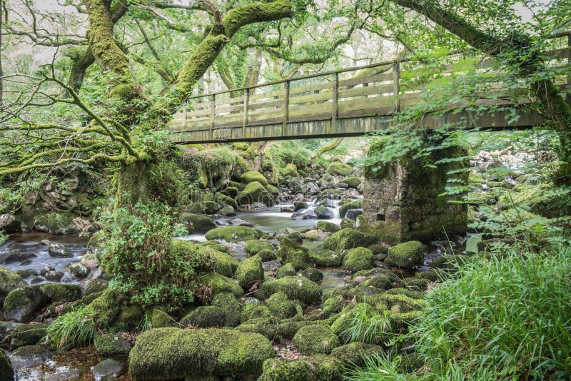 Wooden Bridge in the Forest Stock Photo - Image of calm, mindfulness ...