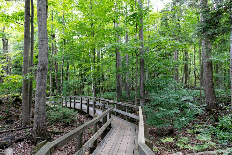 Wooden Bridge in the Forest Stock Image - Image of tree, jungle: 157709257