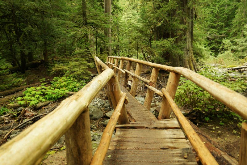 Wooden Bridge into the Forest Stock Photo - Image of path, deep: 59740066
