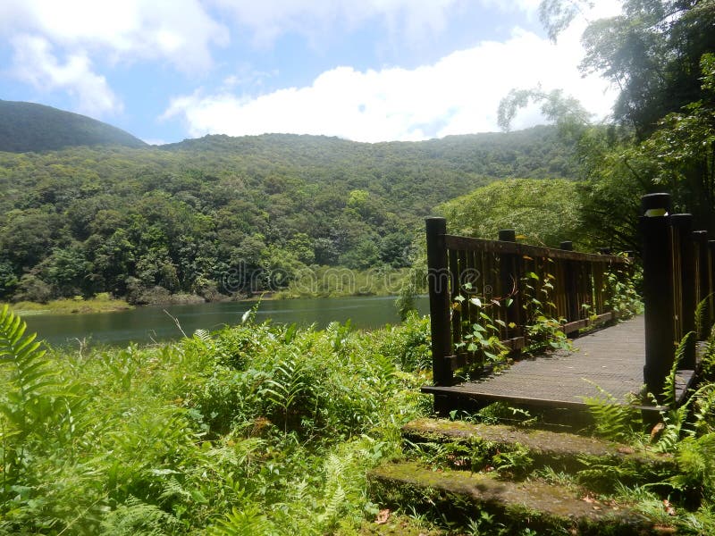 A Wooden Bridge in the Forest Stock Photo - Image of green, color ...