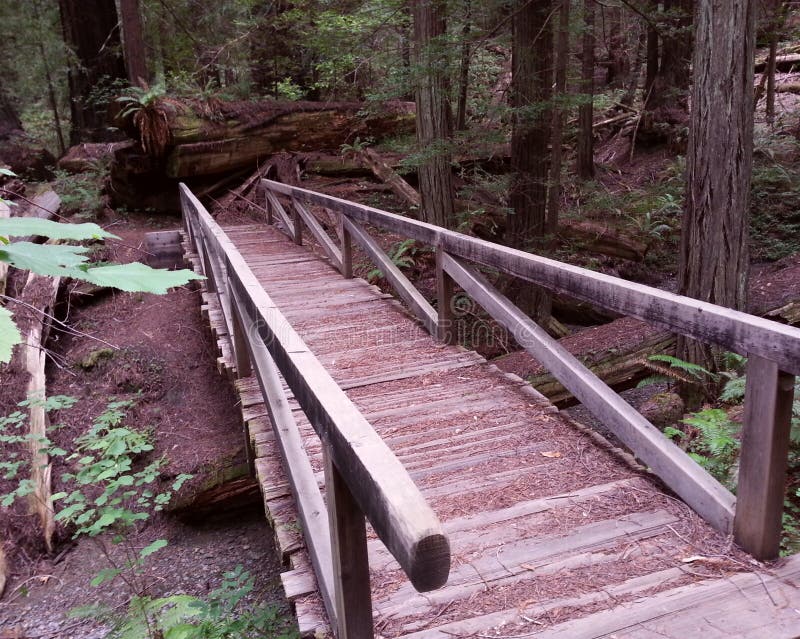 Wooden Bridge in the Forest Stock Photo - Image of serene, magnificent ...