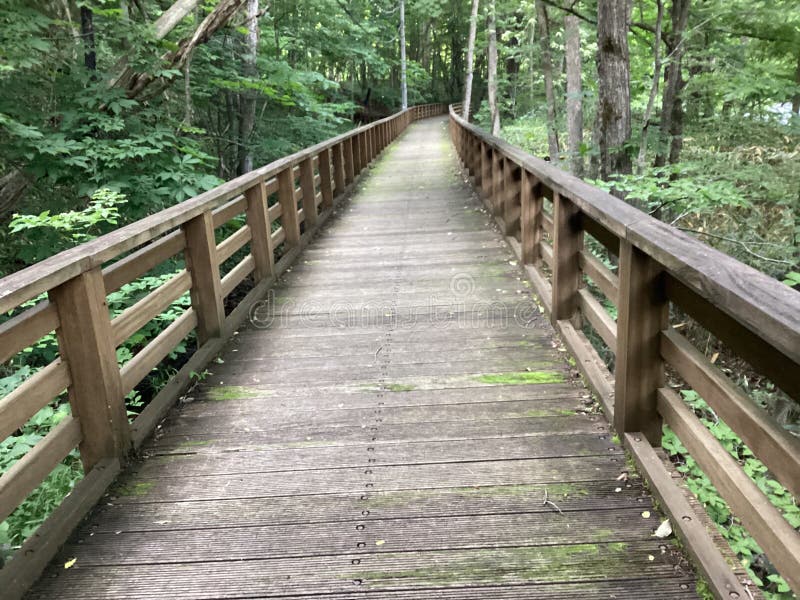 Wooden Bridge in the Forest Stock Photo - Image of architecture, park ...