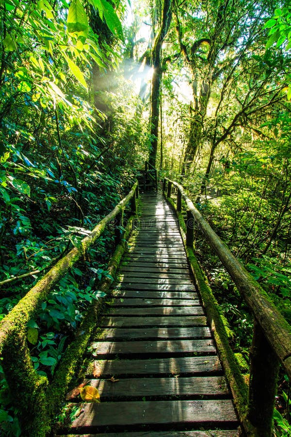 Wooden Bridge in the Forest Stock Image - Image of asian, asia: 37413783