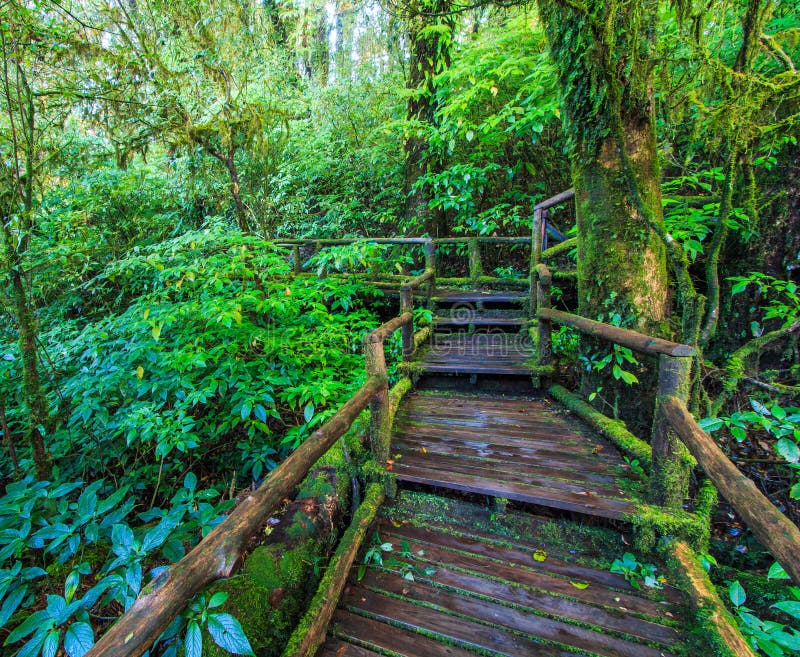 Wooden Bridge in the Forest Stock Image - Image of light, chiang: 37414361