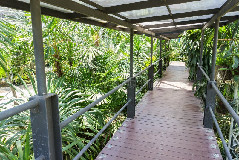 Wooden Bridge Footbridge Walkway Pathway Along Rice Paddy Field Stock ...