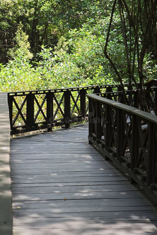 Wooden Bridge Inside Tropical Mangrove Forest Stock Photo - Image of ...