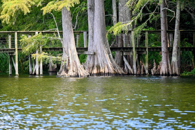 Wooden Bridge by the Lake and Trees. Stock Photo - Image of forest ...