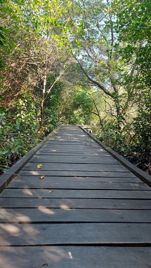 A Wooden Bridge in the Middle of the Forest and beside it are Mangrove ...